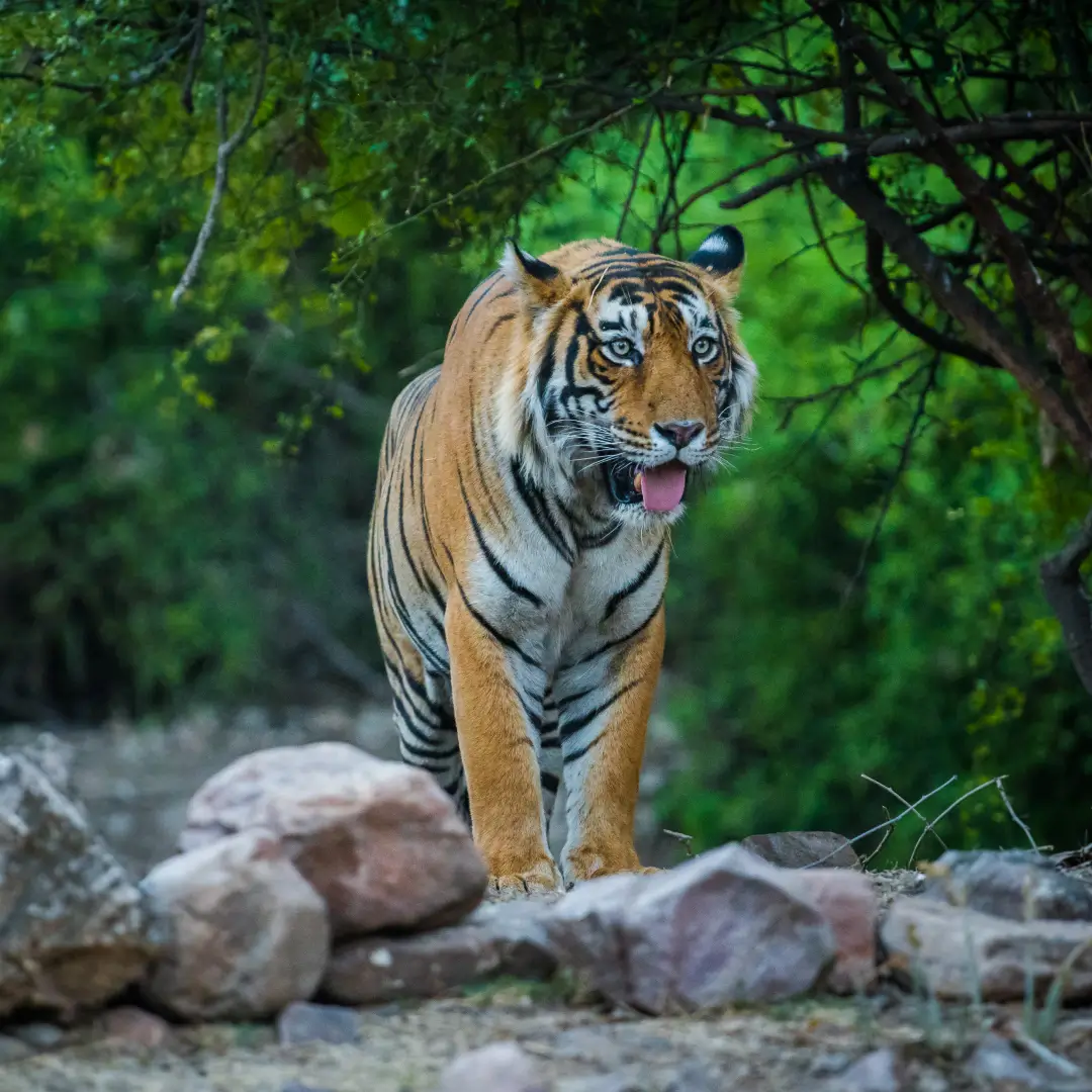 Rewa Tiger Safari Tour | 1N/2D | Antriksh Travel